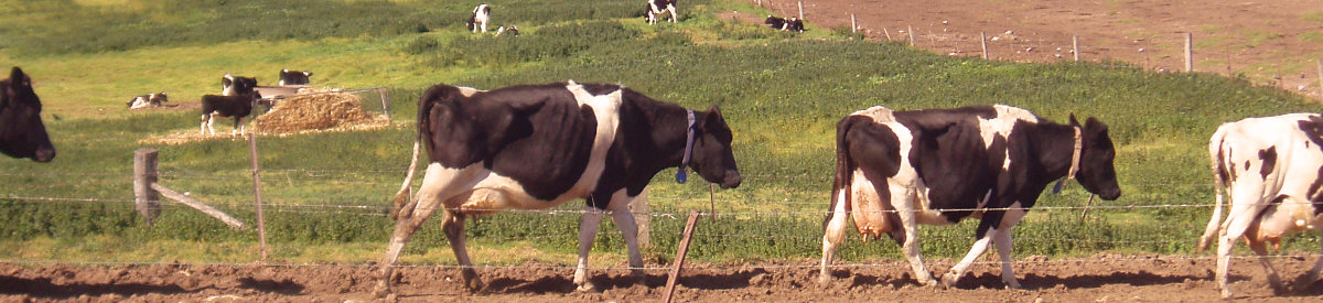 bega-cheese-farm-4 - Bega Group