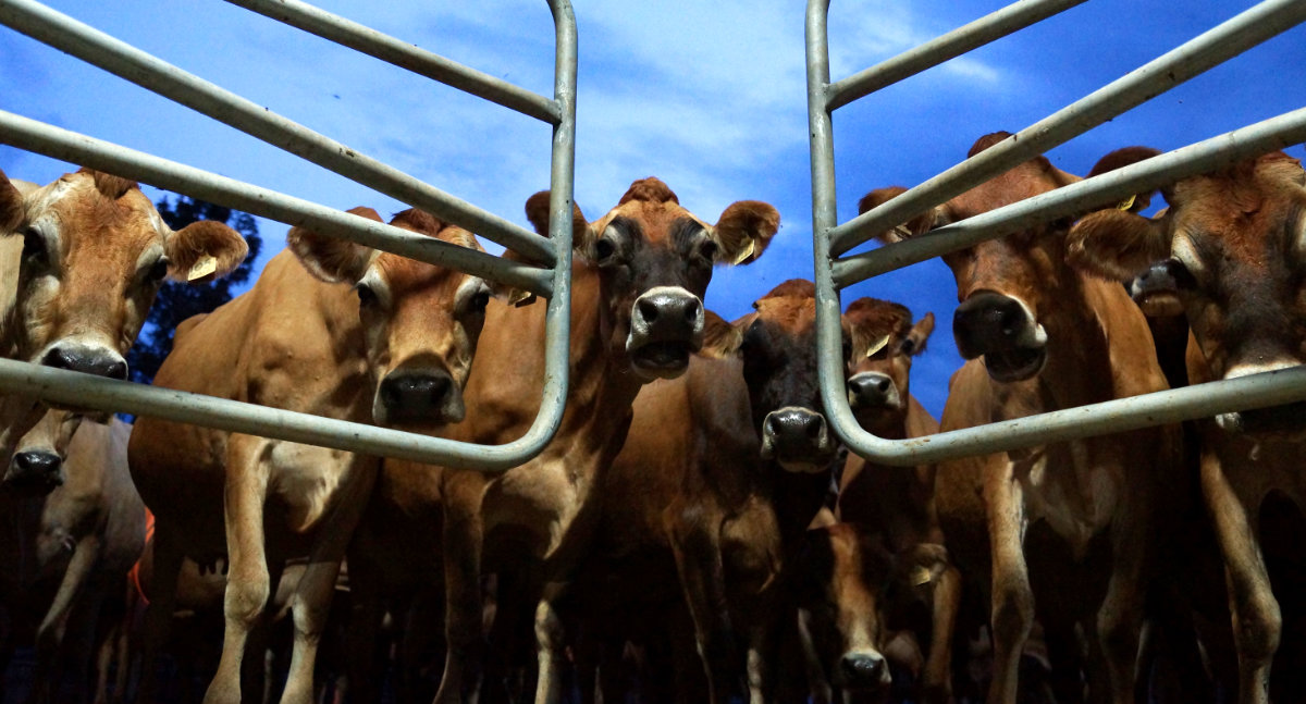 jersey-cows - Bega Group